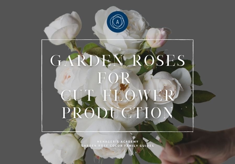 Garden Roses For Cut Flower Production | Color Family Guides